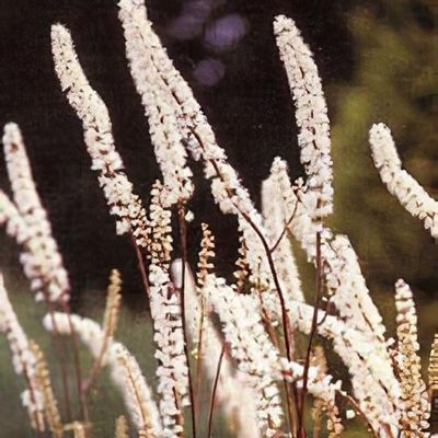 Actaea simplex Atropurpurea Group