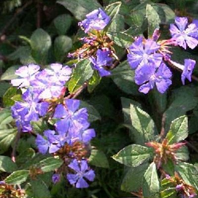 Ceratostigma willmottianum