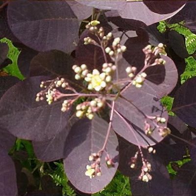 Cotinus coggygria 'Royal Purple'