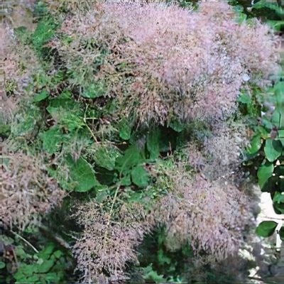 Cotinus obovatus