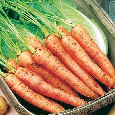 Daucus carota subsp. sativus