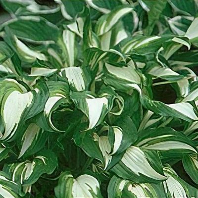 Hosta undulata var. univittata