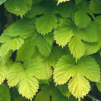 Humulus lupulus 'Aureus'