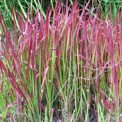 Imperata cylindrica 'Rubra'