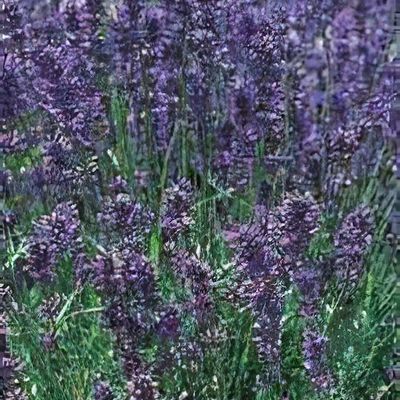 Lavandula angustifolia 'Folgate'