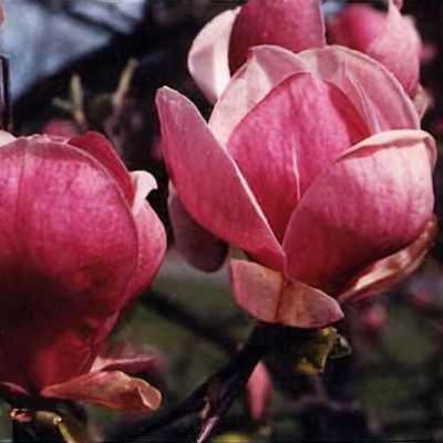 Magnolia x soulangeana 'Lennei'