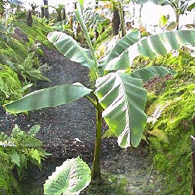 Musa basjoo 'Sakhalin'