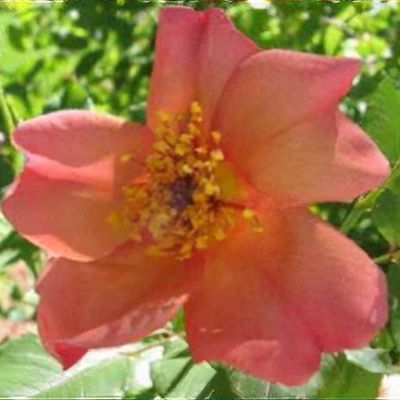 Rosa 'Morning Mist'