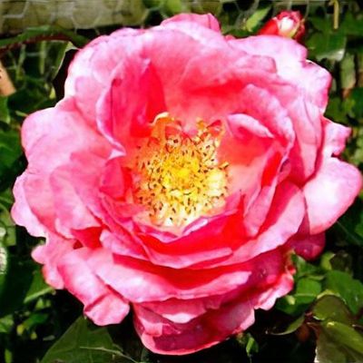 Rosa 'Special Anniversary'