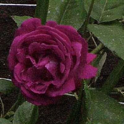 Rosa 'Surpassing Beauty'