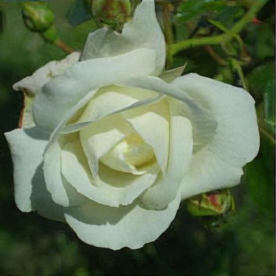 Rosa 'New Dawn White'
