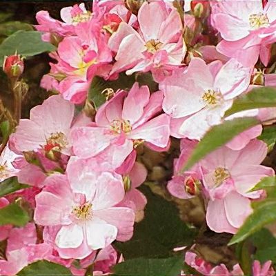 Rosa 'Yesterday'