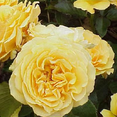 Rosa Amber Queen