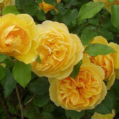 Rosa 'Graham Thomas'