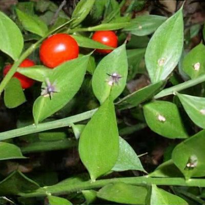 Ruscus aculeatus