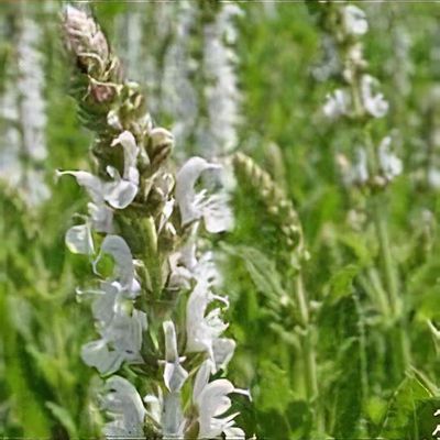 Salvia nemorosa 'Porzellan'