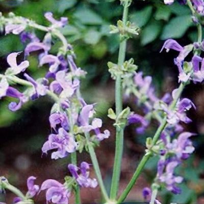 Salvia transsylvanica