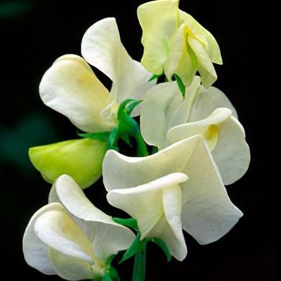 Lathyrus odoratus 'Mrs Collier'