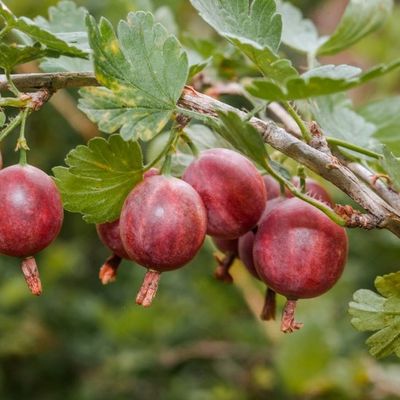 Ribes uva-crispa 'Pax'