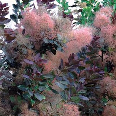 Cotinus coggygria Rubrifolius Group