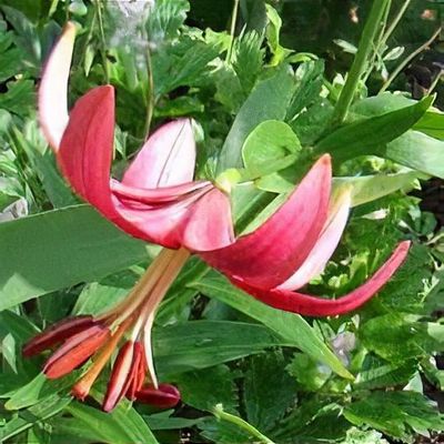 Lilium 'Eurydike'