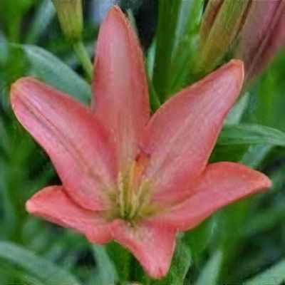 Lilium 'Little Kiss'