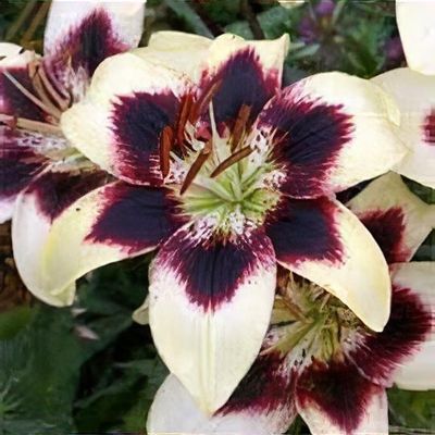 Lilium 'Patricia's Pride'