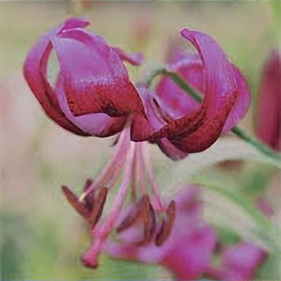 Lilium 'Angela North'