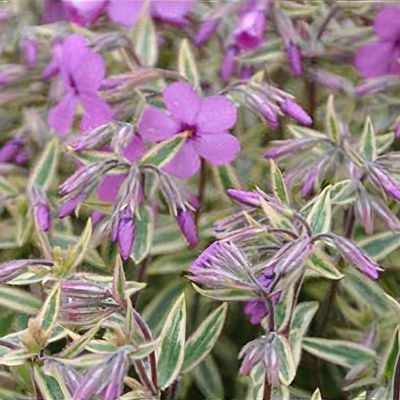 Phlox x procumbens 'Variegata'