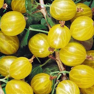 Ribes uva-crispa 'Hinnonmaki Gul'