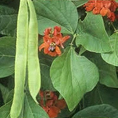 Phaseolus coccineus 'Butler'