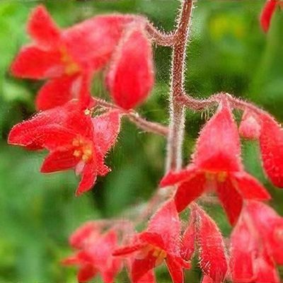 Heuchera 'Red Spangles'