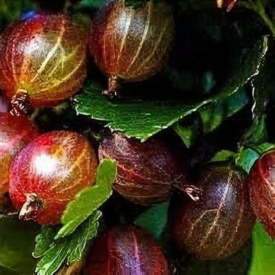 Ribes uva-crispa 'Hinnonmaki Rod'