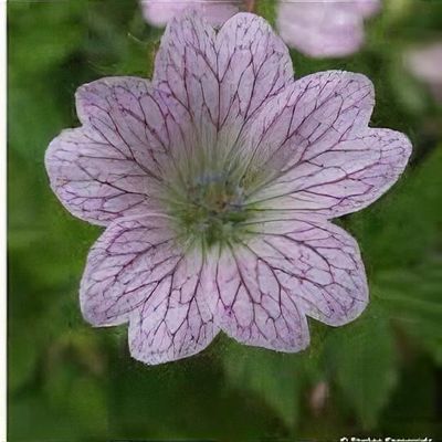Geranium x oxonianum 'Lace Time'