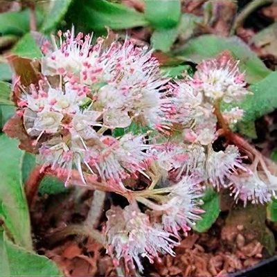 Chrysosplenium macrophyllum