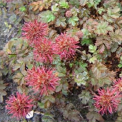 Acaena microphylla