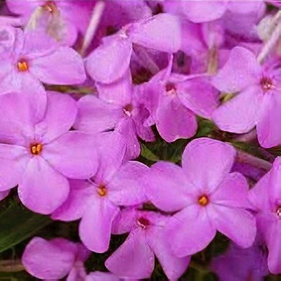 Phlox glaberrima 'Forever Pink'
