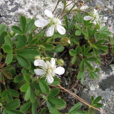 Sibbaldiopsis tridentata