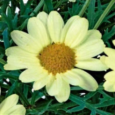 Argyranthemum 'Aramis Lemon' (Aramis Series)
