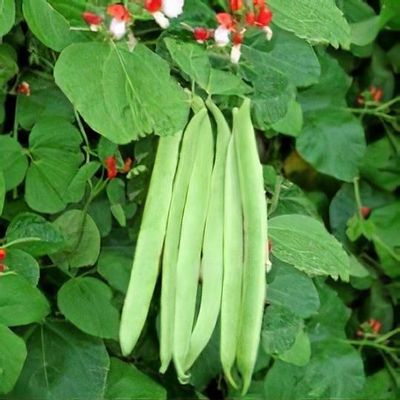 Phaseolus coccineus 'St George'