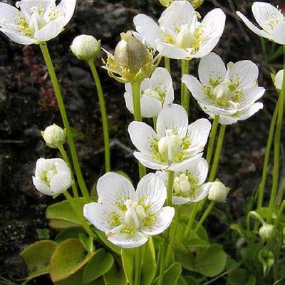Parnassia palustris