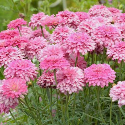 Argyranthemum 'Raspberry Ruffles'