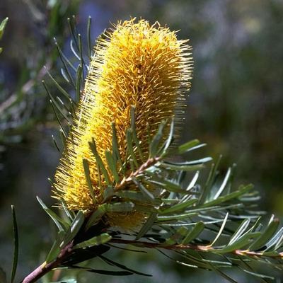Banksia marginata