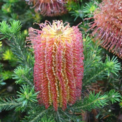 Banksia ericifolia 'Little Eric'