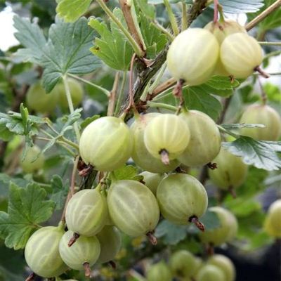 Ribes uva-crispa 'Easycrisp Lady Sun' (Easycrisp Series)