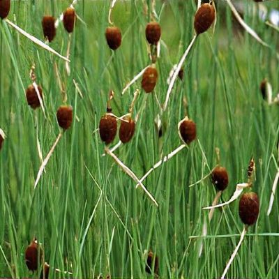 Typha minima
