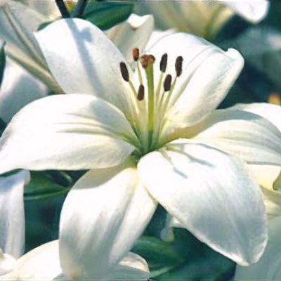 Lilium 'Snowstorm'