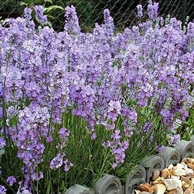 Lavandula angustifolia 'Little Lady'