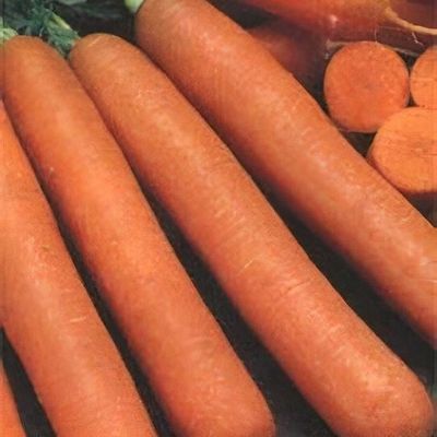 Daucus carota 'Early Nantes 2'