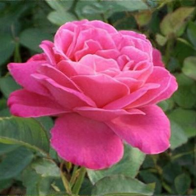 Rosa 'Prima Ballerina'